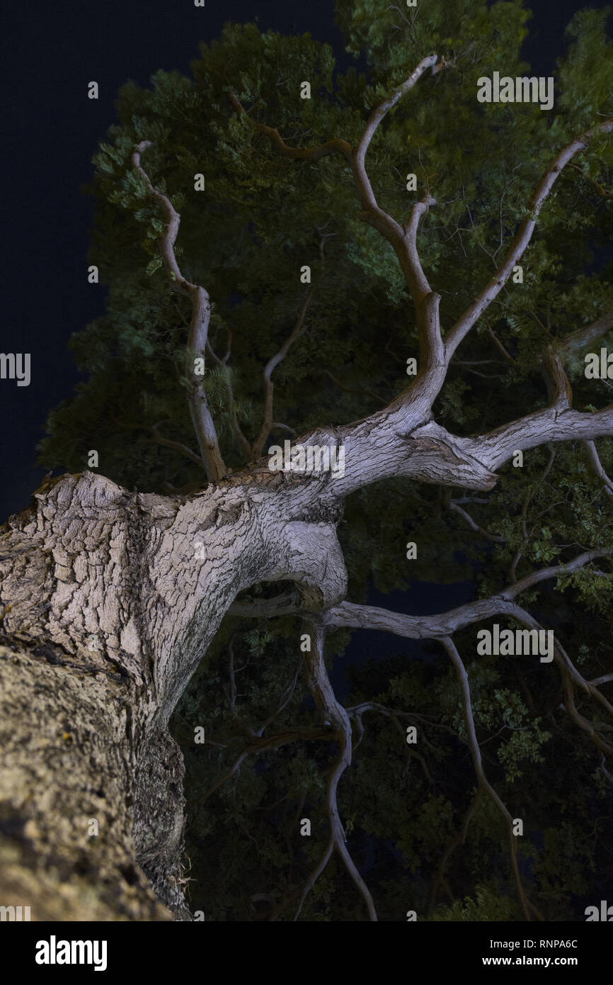 Night scenes of the tree's branches Stock Photo - Alamy