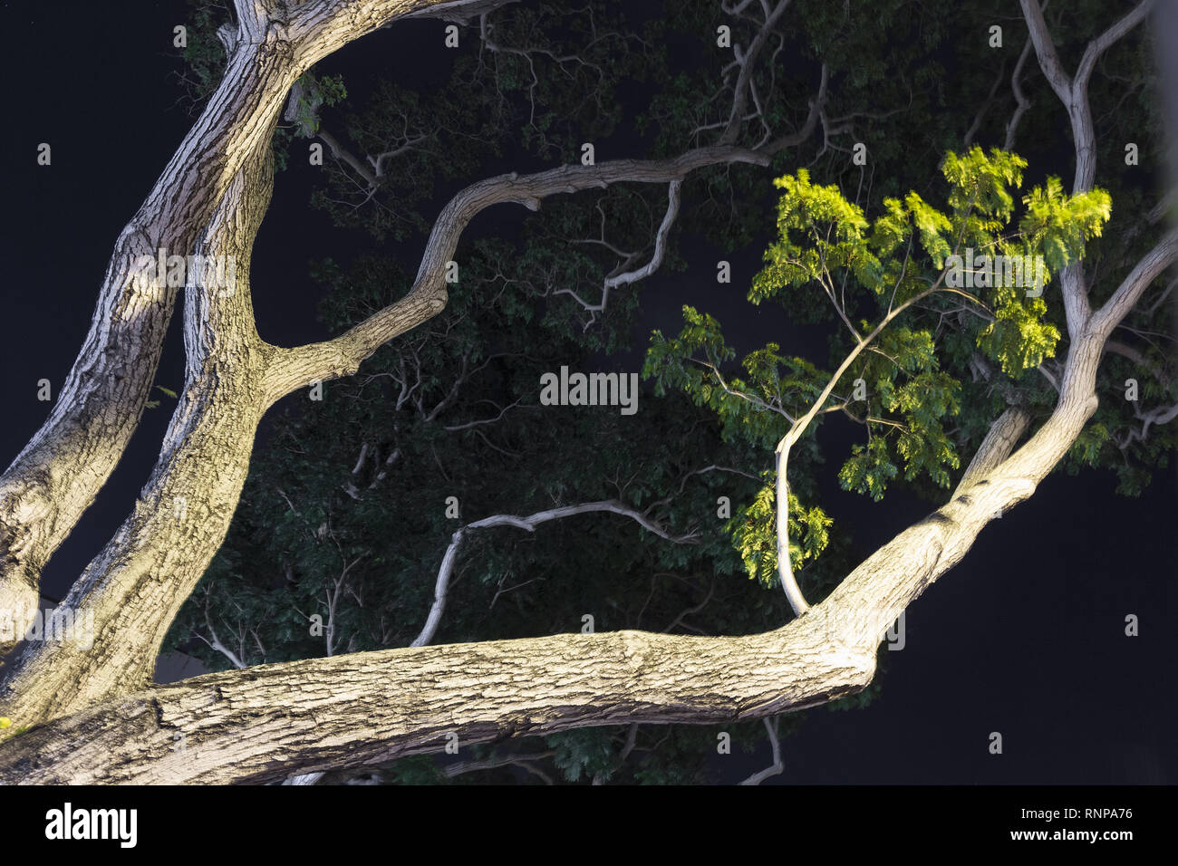 Night scenes of the tree's branches Stock Photo - Alamy