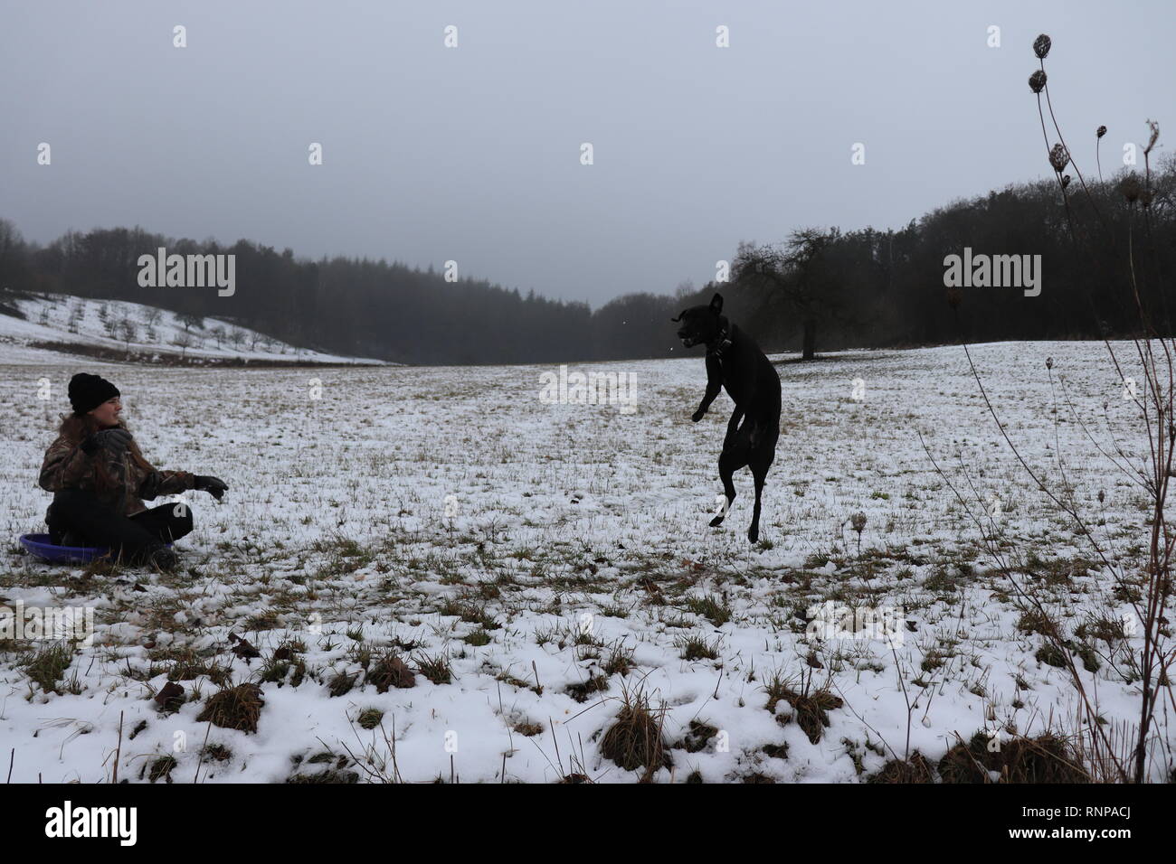 Teenage girl throwing a snowball to a dog Stock Photo - Alamy