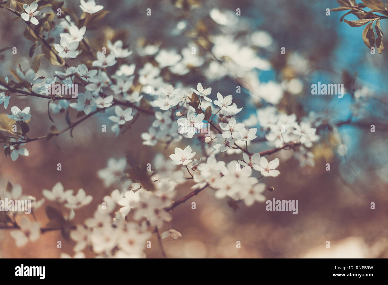 Cherry tree top hi-res stock photography and images - Alamy
