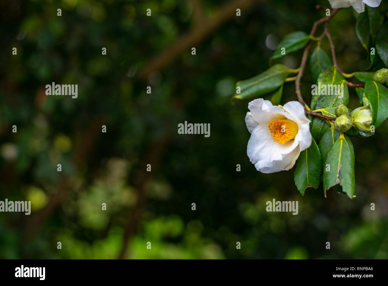 White camelia japonice frances hanger flower with yellow stems Stock ...