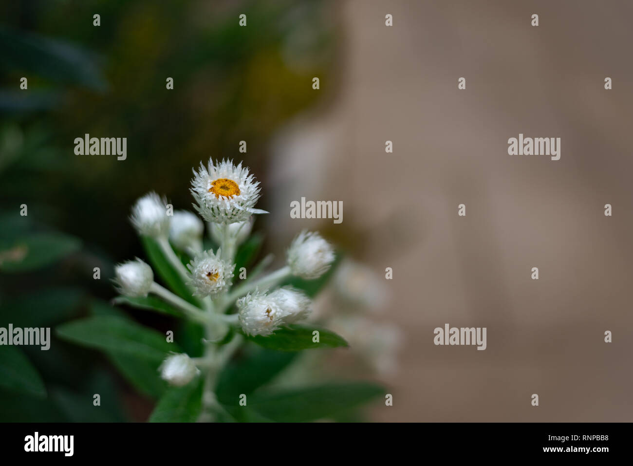 White flowers of Symphyotrichum Species, Hairy Aster, Frost Aster ...
