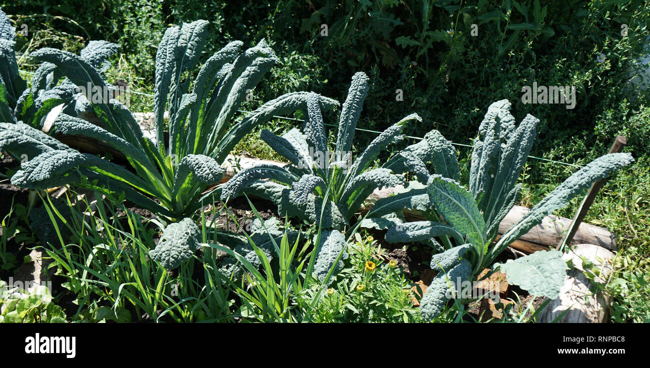 Kale cabbage. Tuscan kale or black kale on plant. Winter cabbage also ...