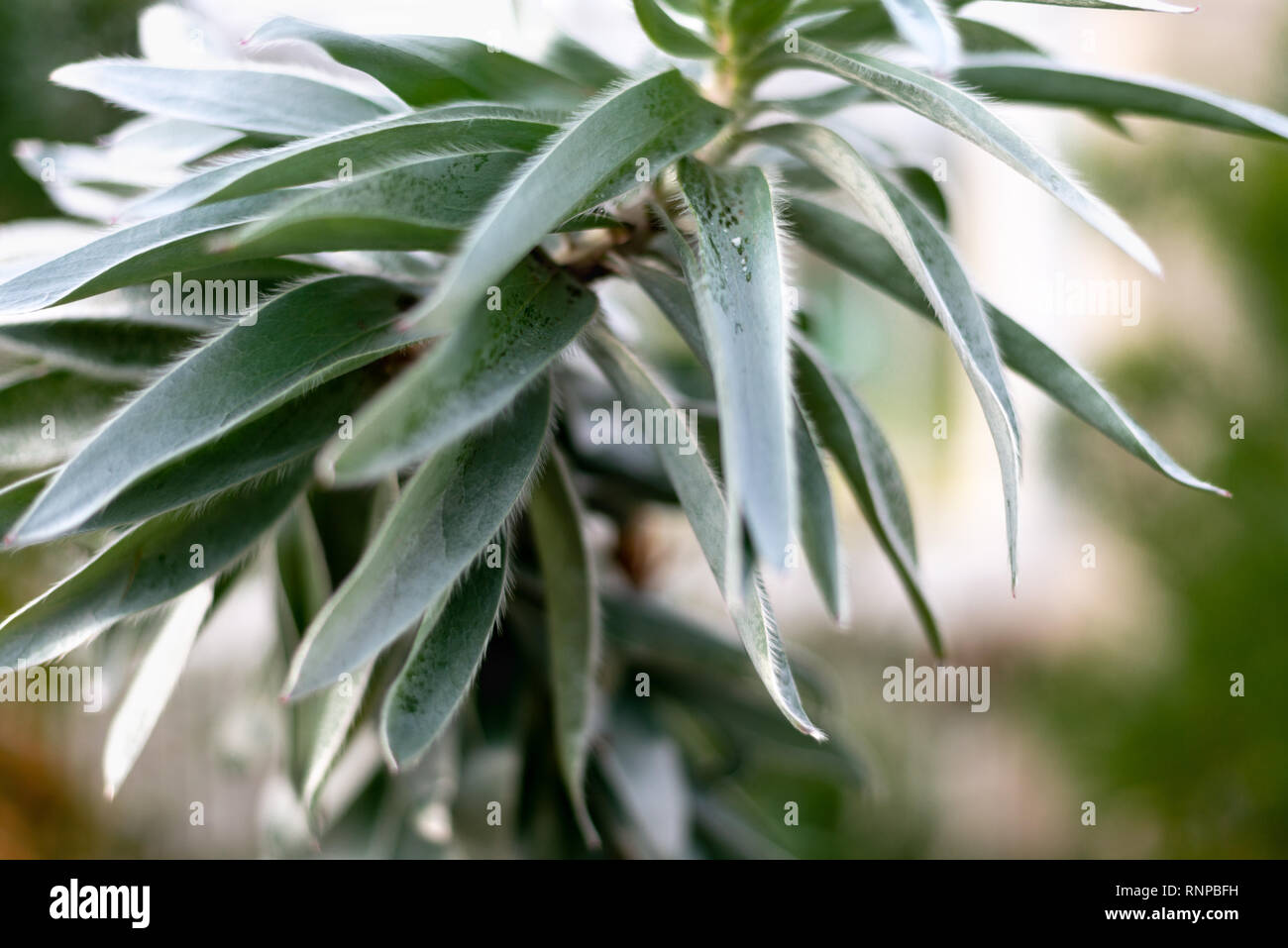 Leucadendron hi-res stock photography and images - Alamy