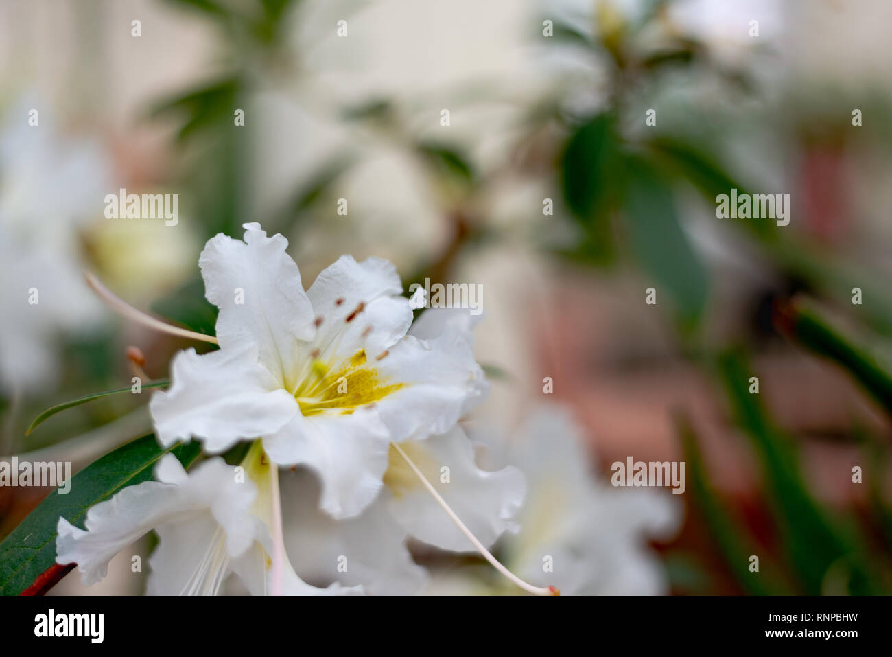 White Rosa sempervirens evergreen rose flower Stock Photo - Alamy