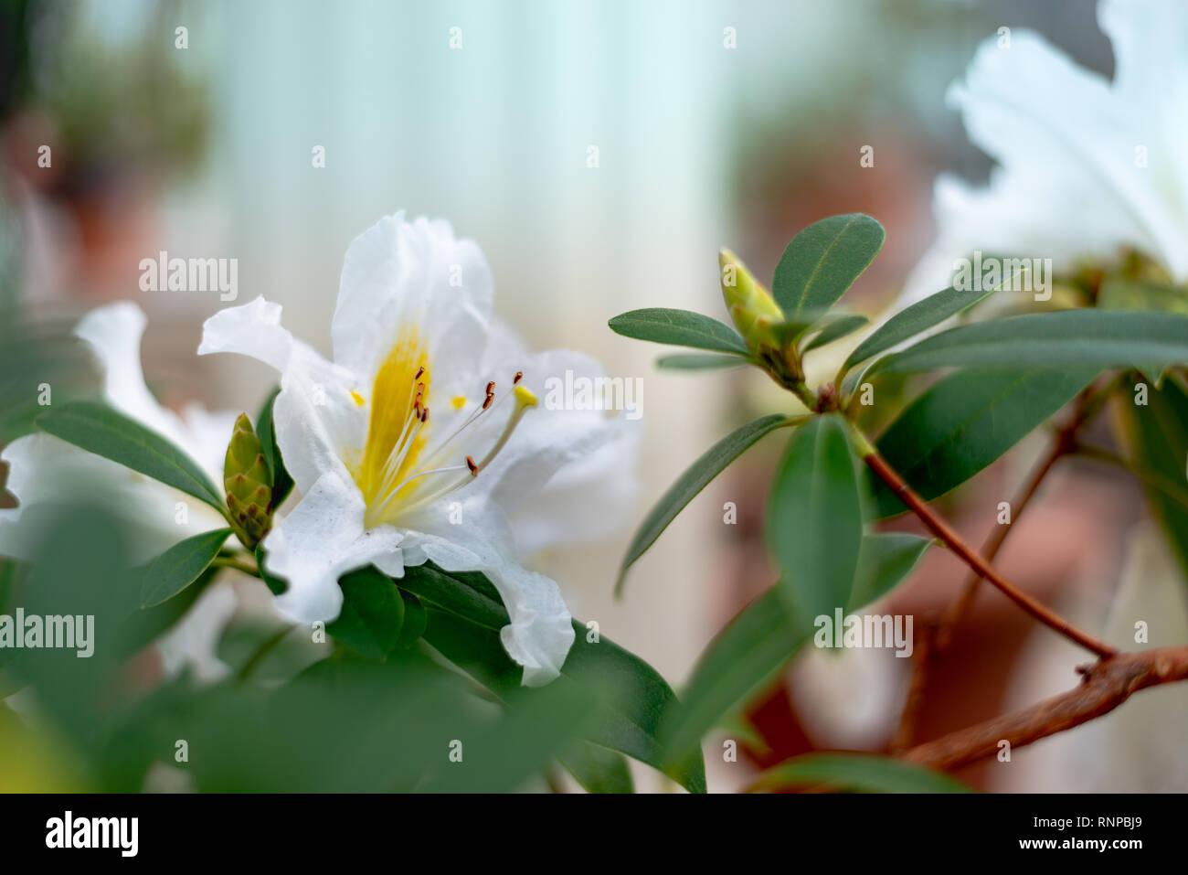 White Rosa sempervirens evergreen rose flower Stock Photo - Alamy