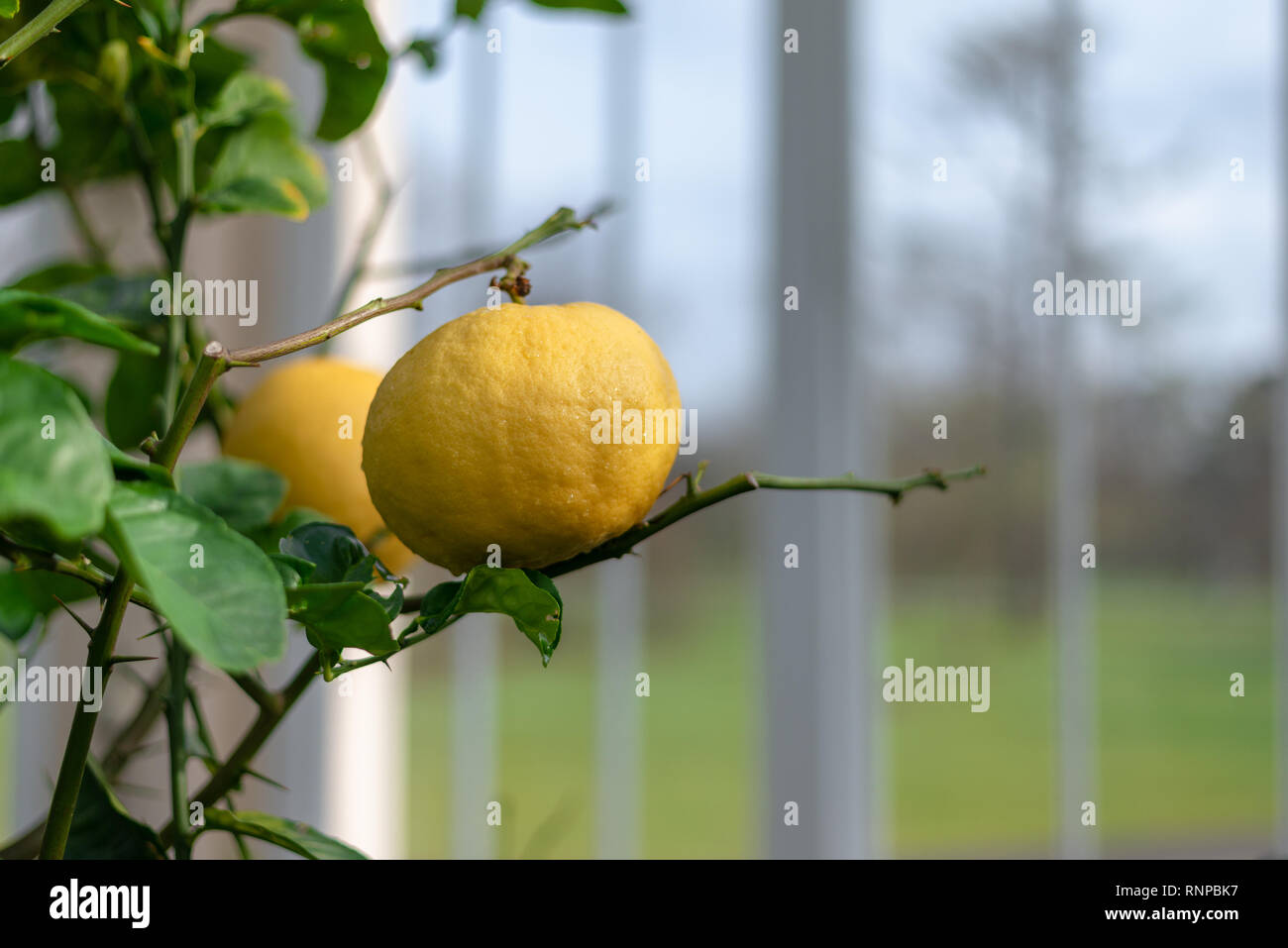 Golden lemon fruit on the branches Stock Photo - Alamy