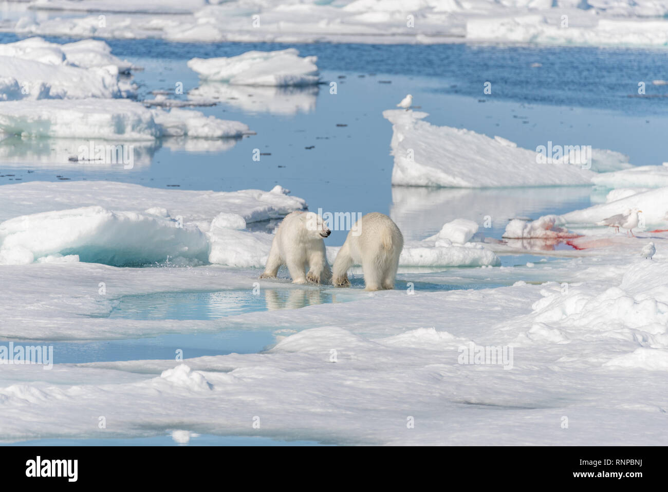 Two young wild polar bear cubs playing on pack ice in Arctic sea, north ...