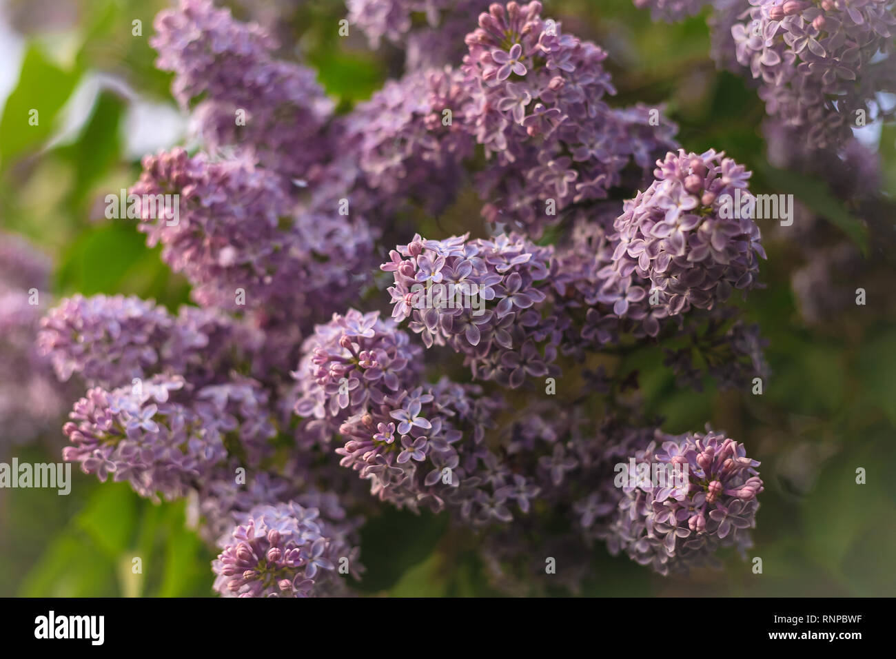Beautiful bush of purple lilacs Stock Photo - Alamy