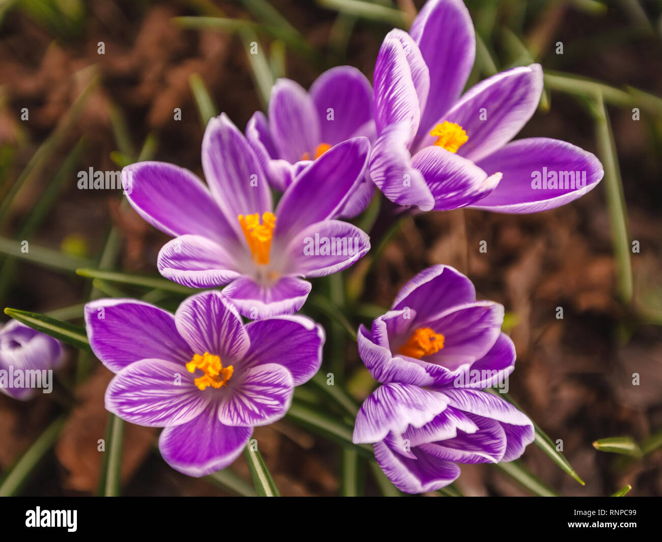 Spring crocus wallpaper pattern hi-res stock photography and images - Alamy