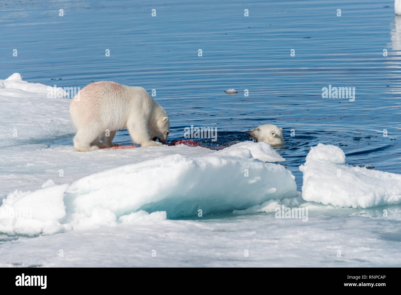 Two wild polar bears eating killed seal on the pack ice north of ...