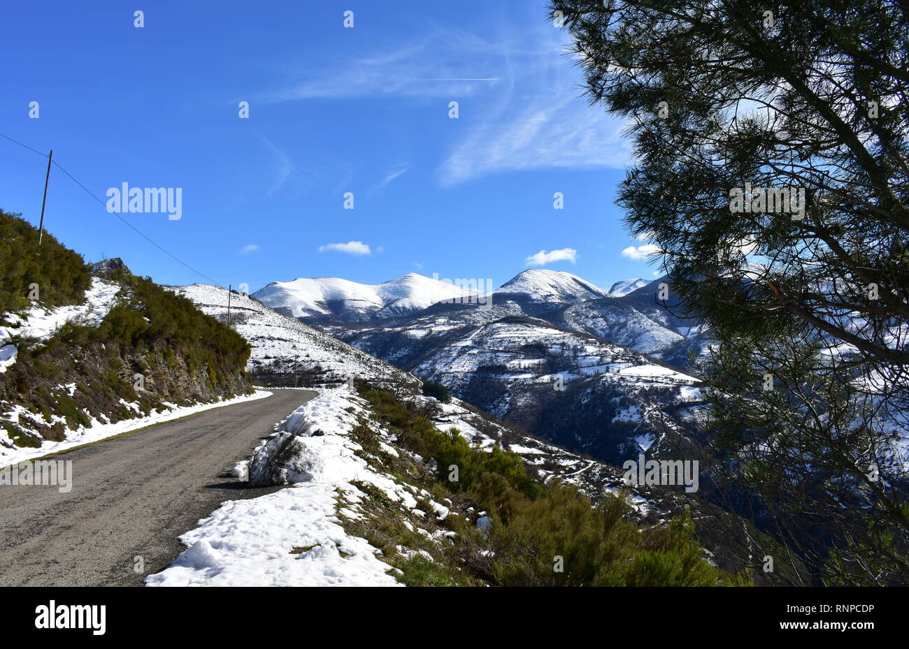 Snowy Pine Trees High Resolution Stock Photography and Images - Alamy