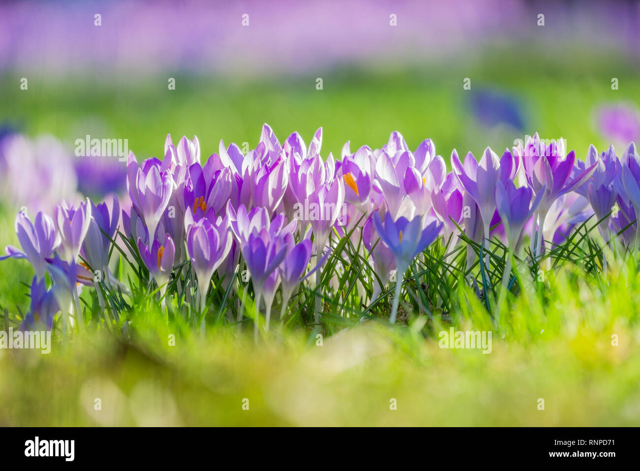 Close-up of beautiful Flowering Crocus Flowers in Spring. View of ...