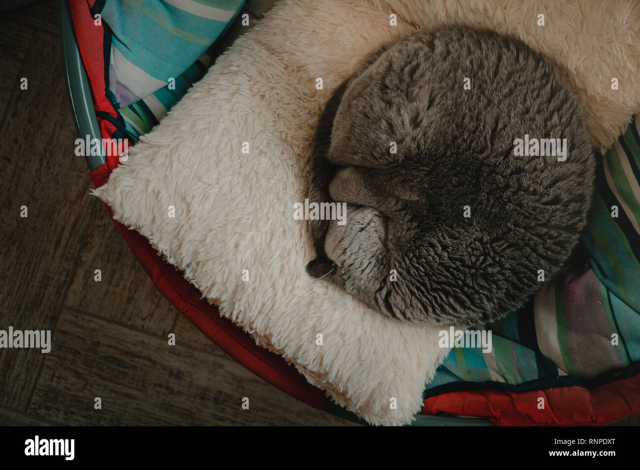 Rolled Up Cat High Resolution Stock Photography and Images - Alamy