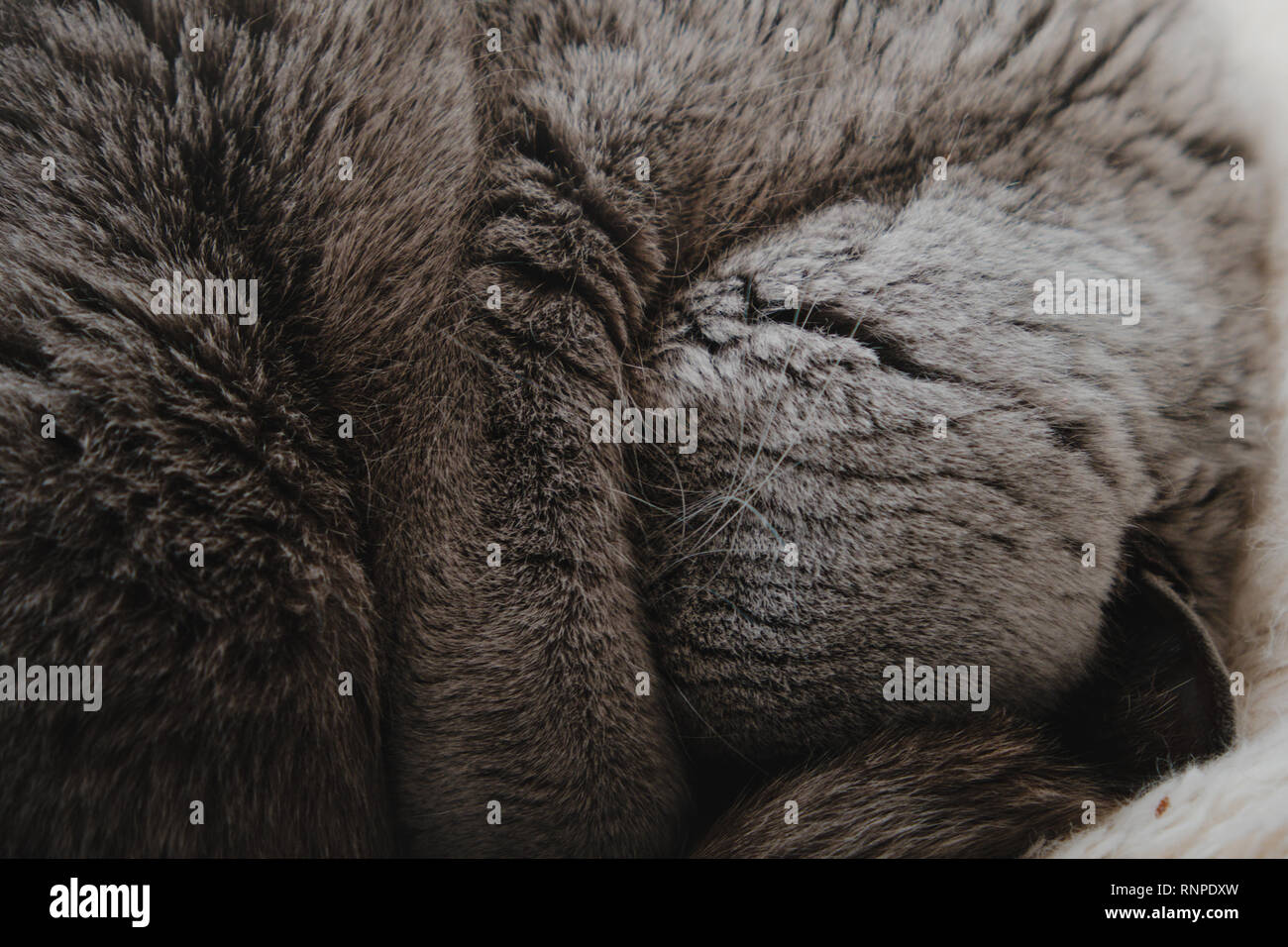 Cuddled cat hi-res stock photography and images - Alamy