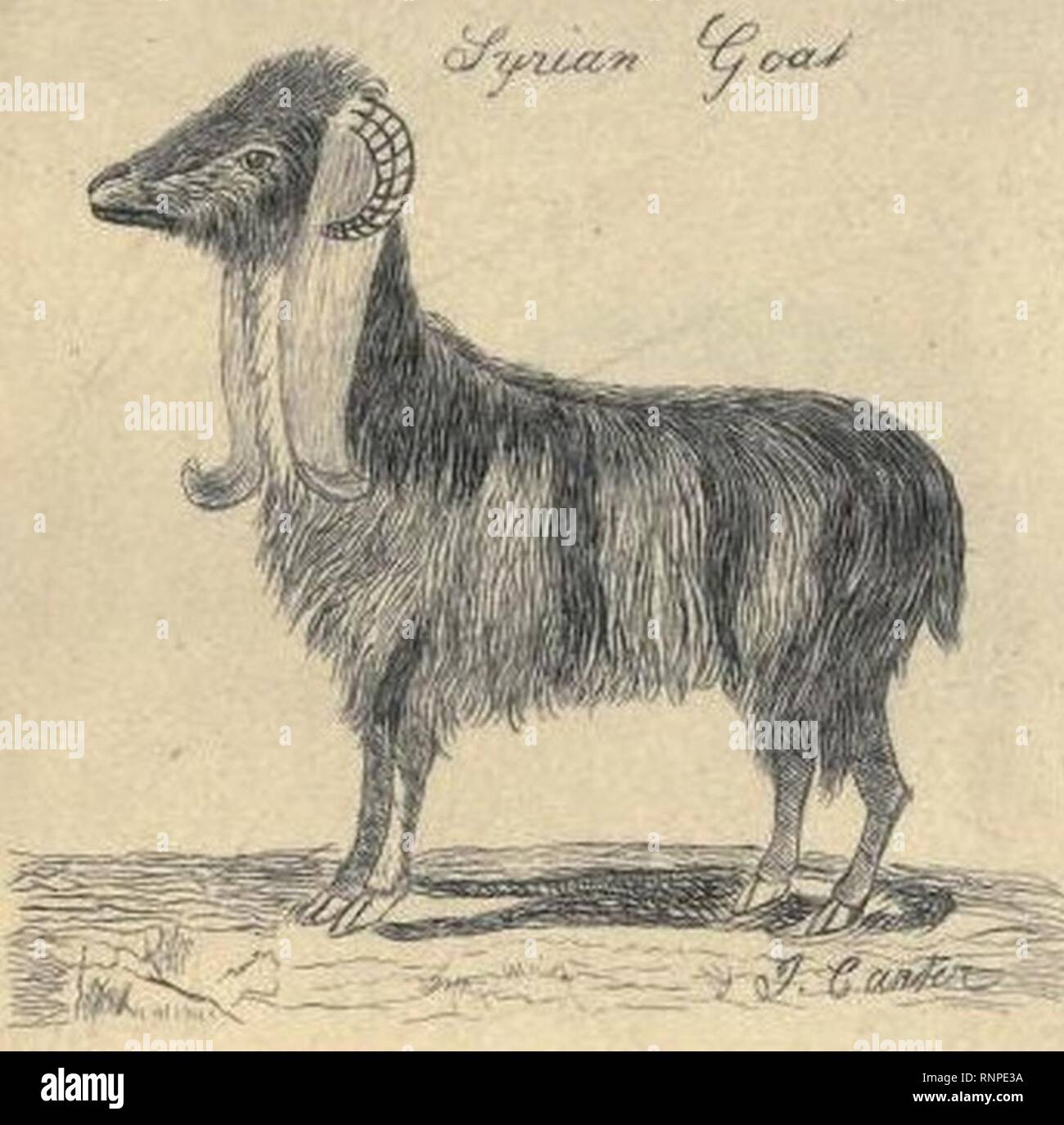 Goat syrian hi-res stock photography and images - Alamy