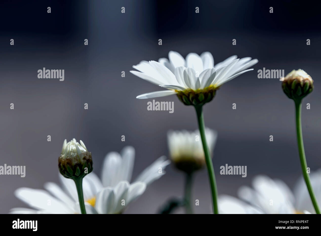 Side view of white daisy flowers close up in backlight Stock Photo - Alamy