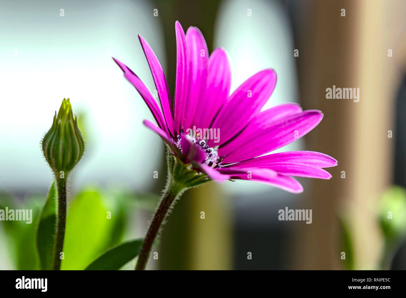 Side view of a flower and bud of pink daisy close up on a blurred ...