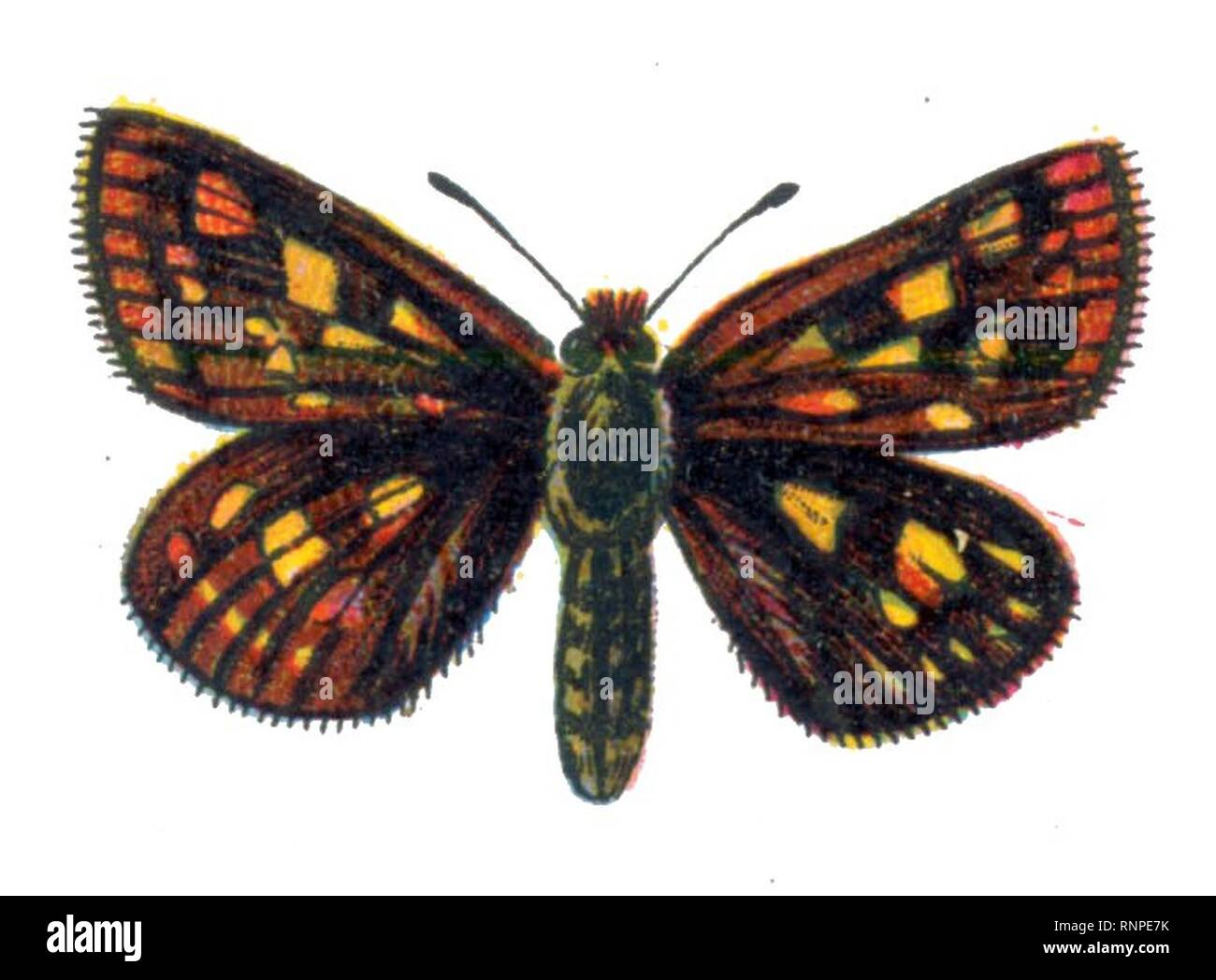 Carterocephalus palaemon Nemos Stock Photo - Alamy