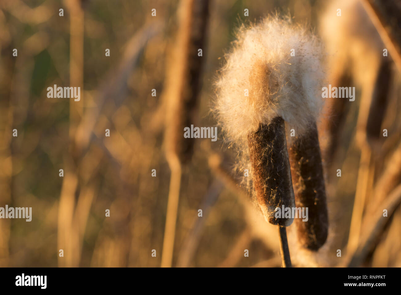 Reed fluff hi-res stock photography and images - Alamy