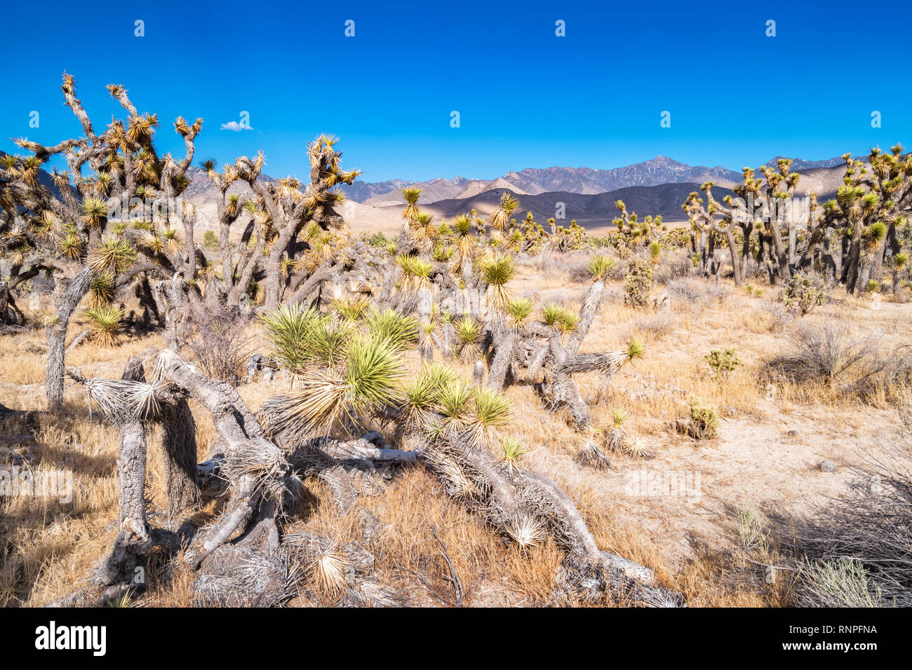 Famous walker hi-res stock photography and images - Alamy