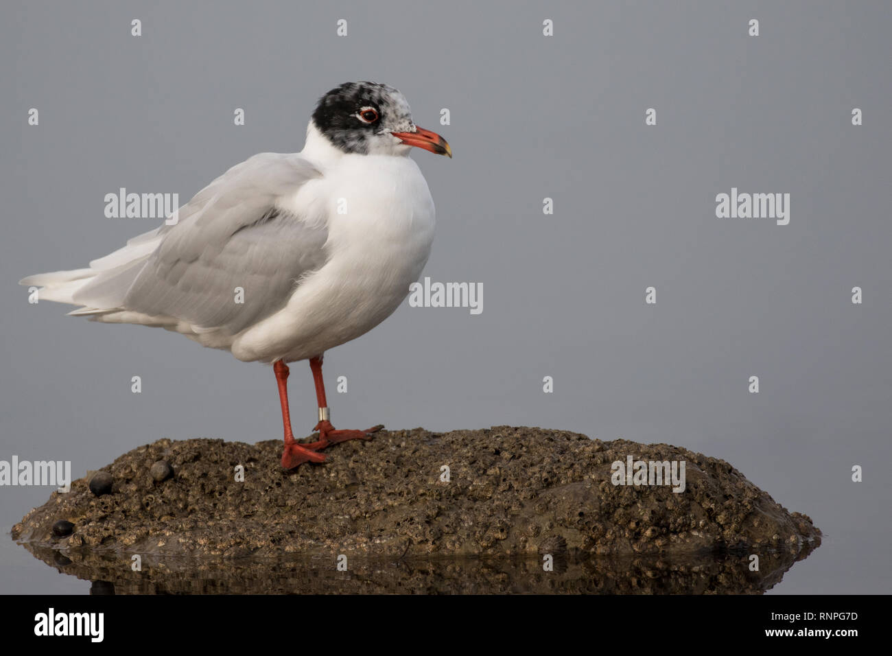 Mediterranean gull winter hi-res stock photography and images - Alamy