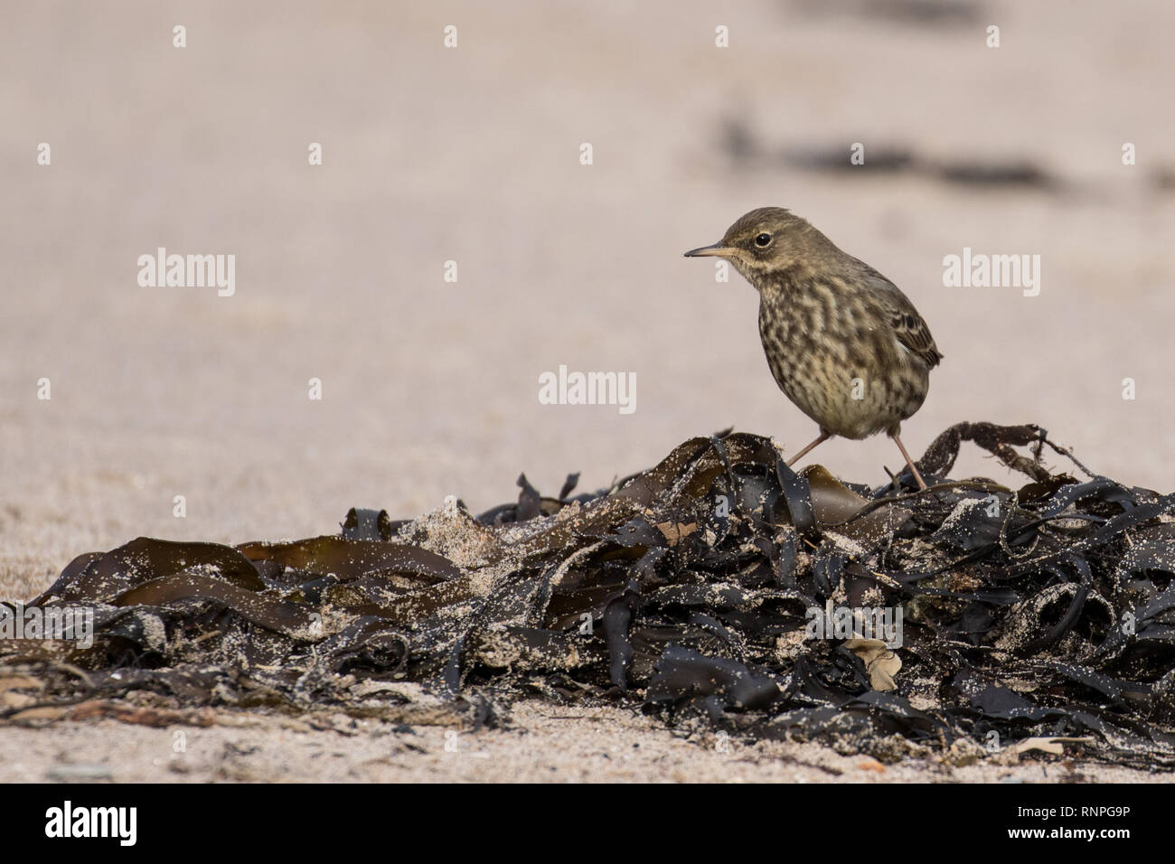 Rock pipit on beach hi-res stock photography and images - Alamy