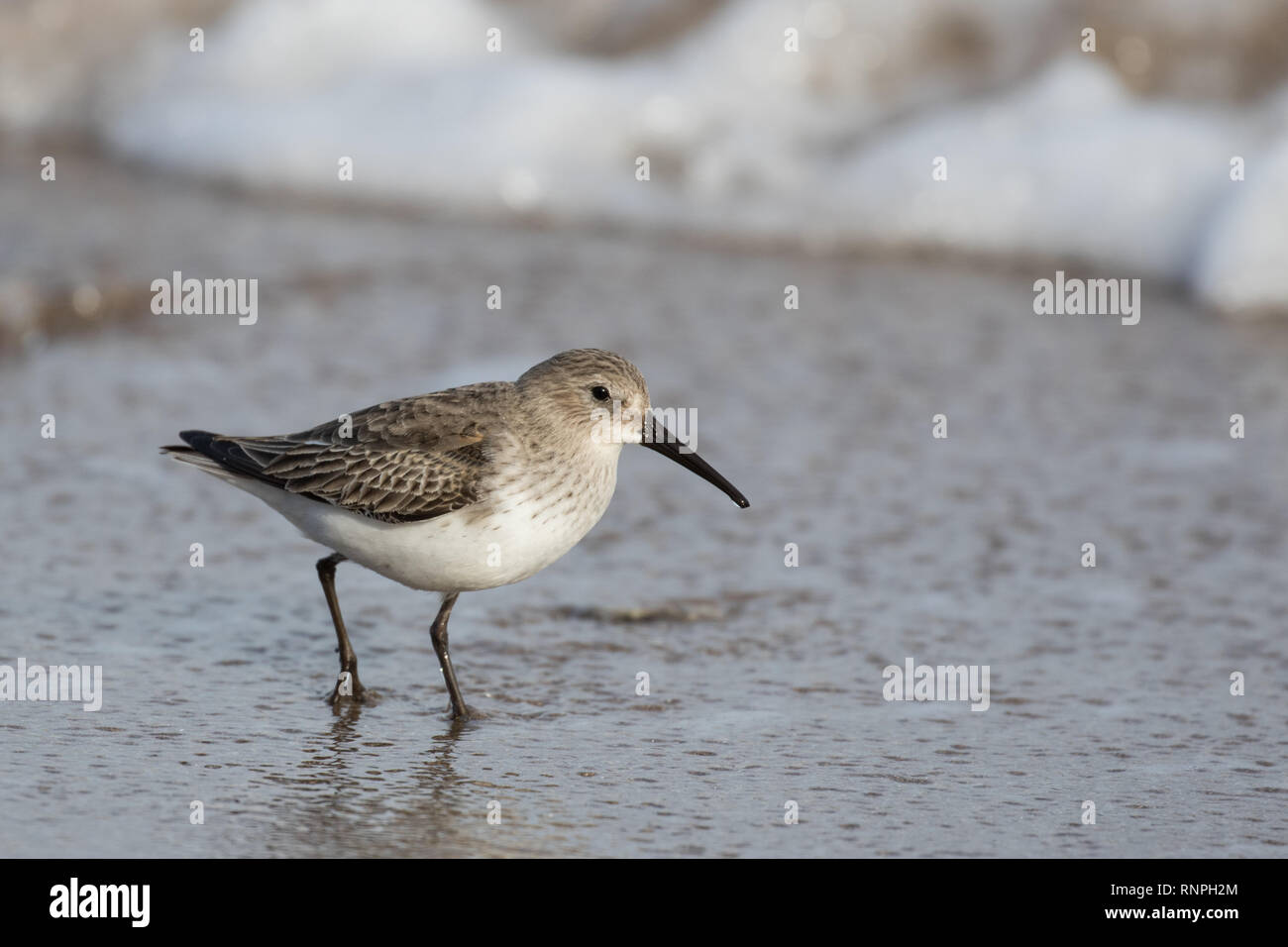Northumberland uk beach winter hi-res stock photography and images - Alamy