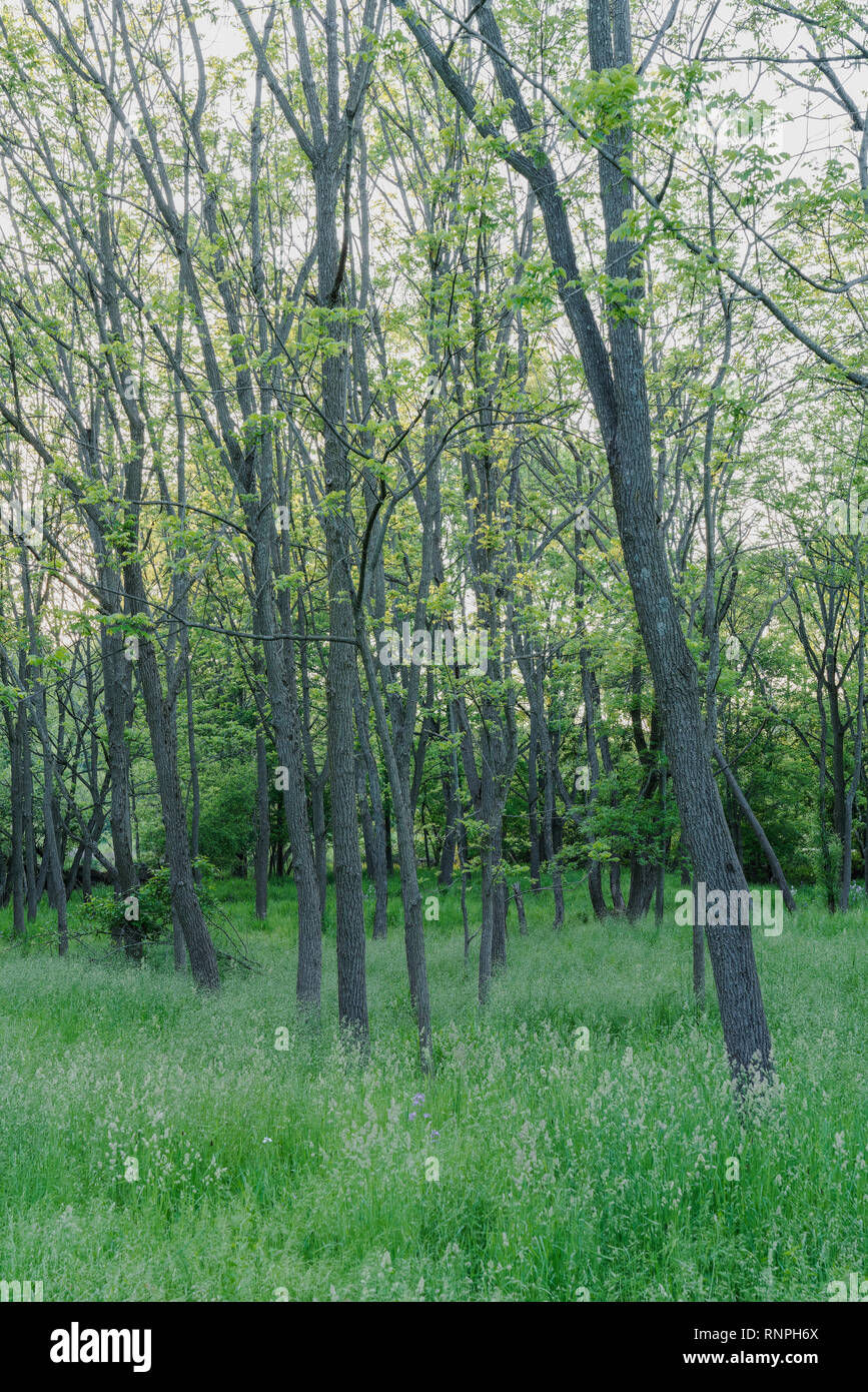 The first green of spring tall grass and trees in the woods with new ...
