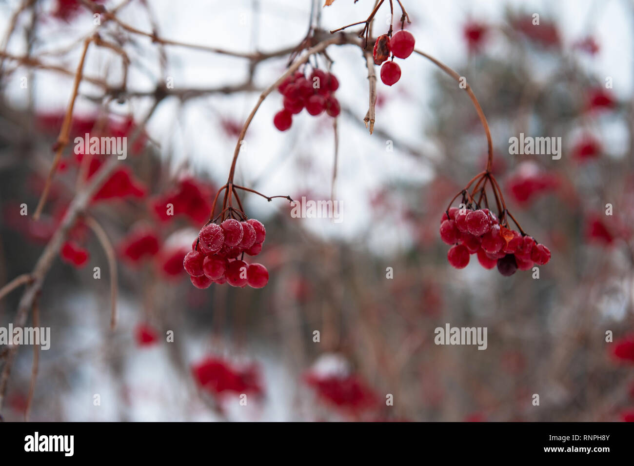 Rowan tree with branches of berries Stock Photo - Alamy
