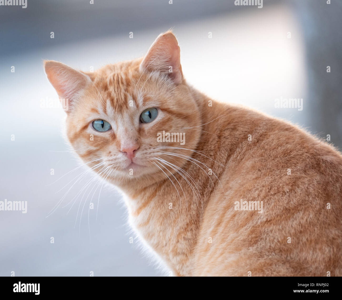 Common cat hi-res stock photography and images - Alamy