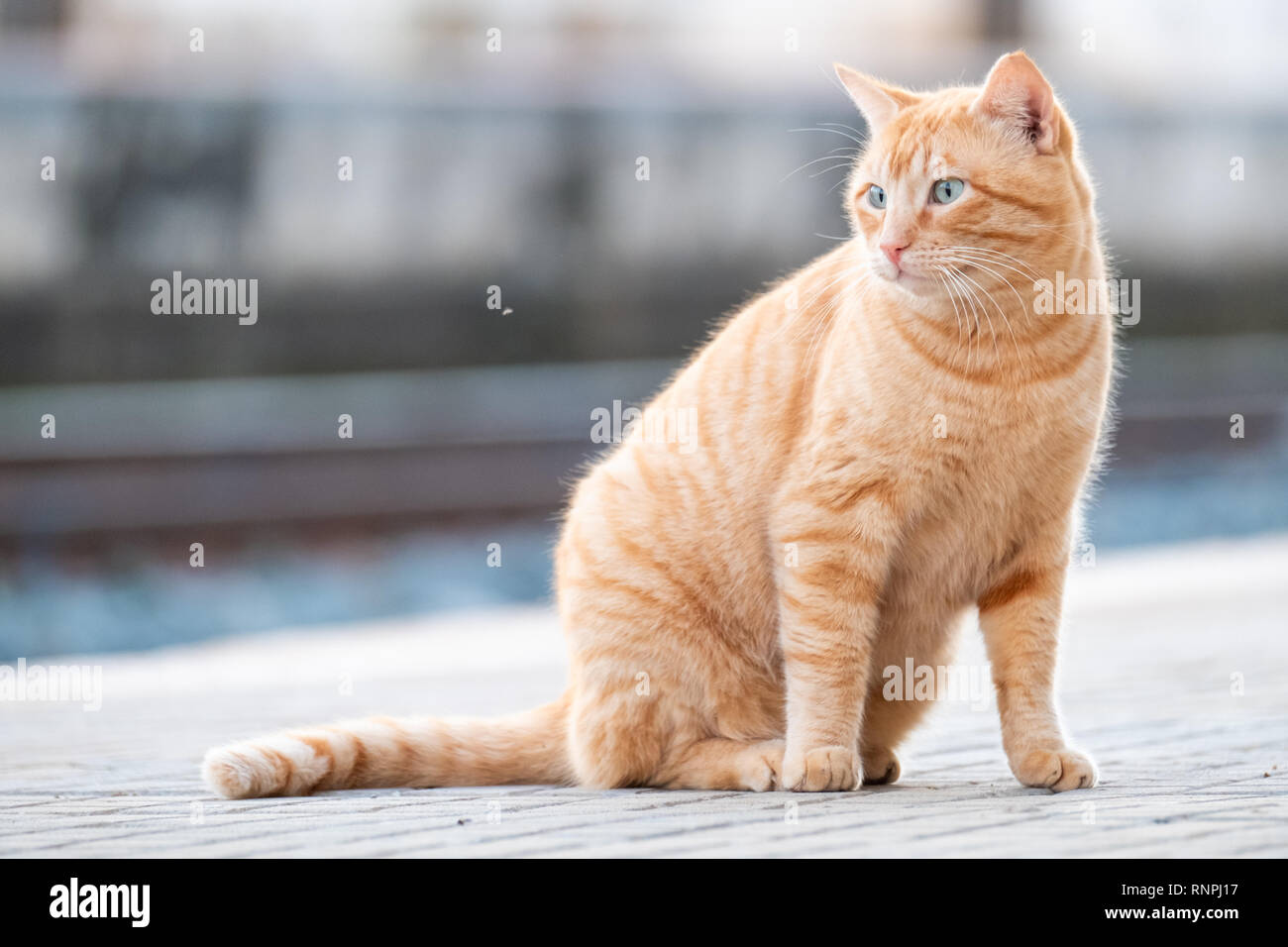 Portrait of a common cat Stock Photo - Alamy