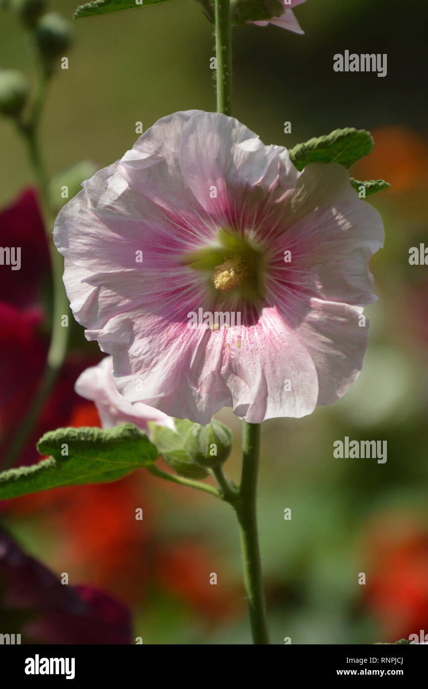 Alcea rosea indian spring hi-res stock photography and images - Alamy