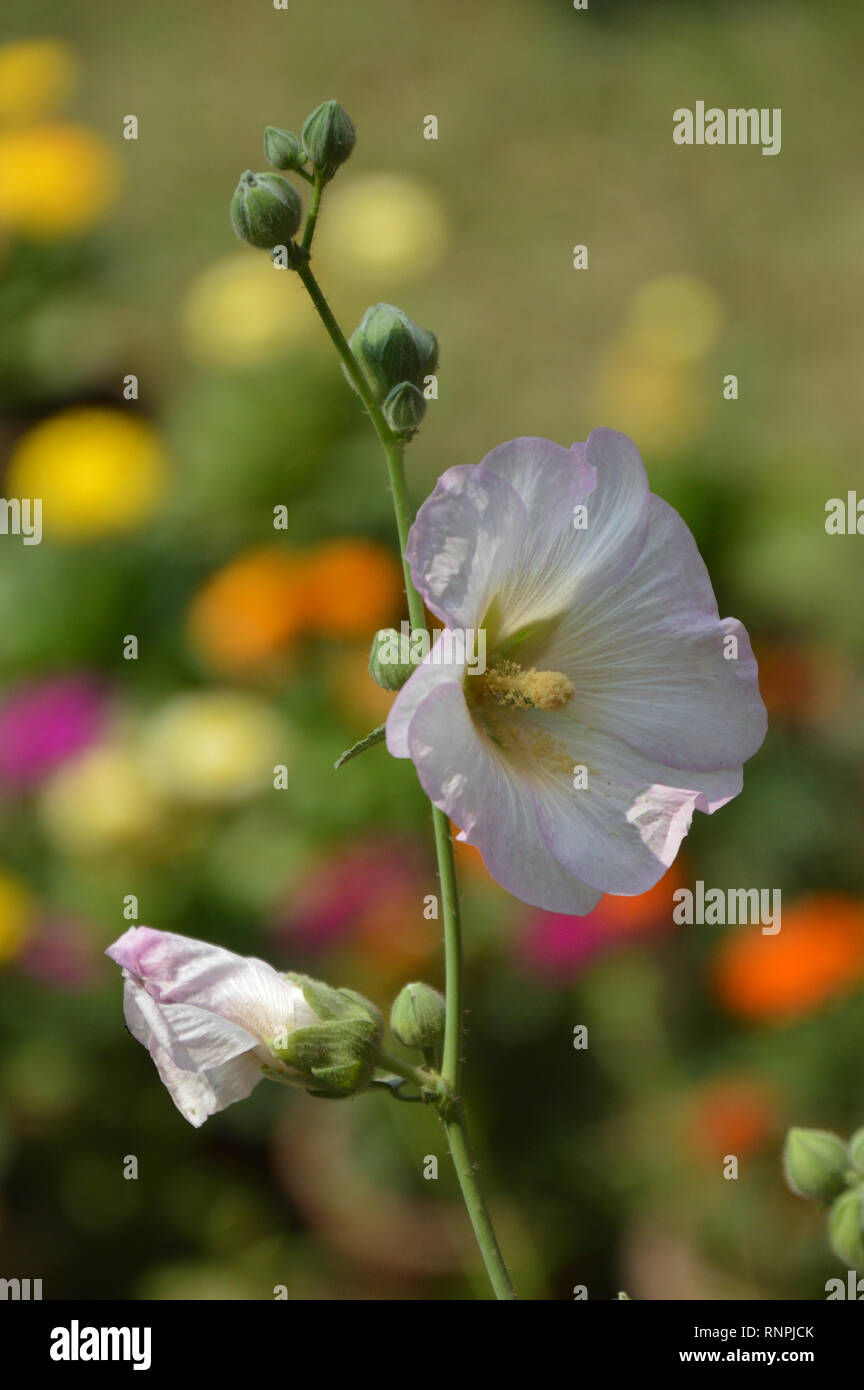 Alcea rosea indian spring hi-res stock photography and images - Alamy