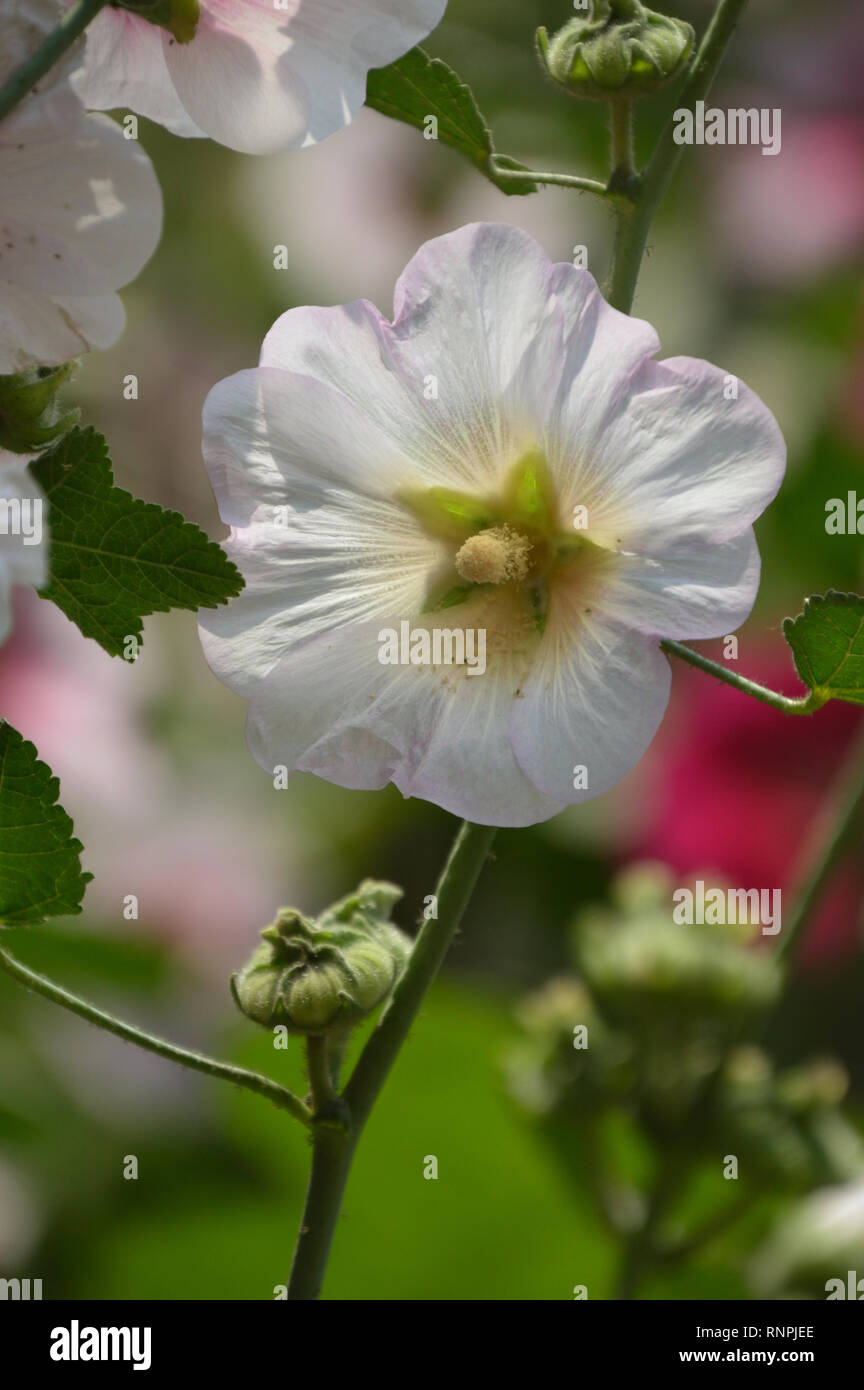 Alcea Rosea Indian Spring High Resolution Stock Photography and Images ...