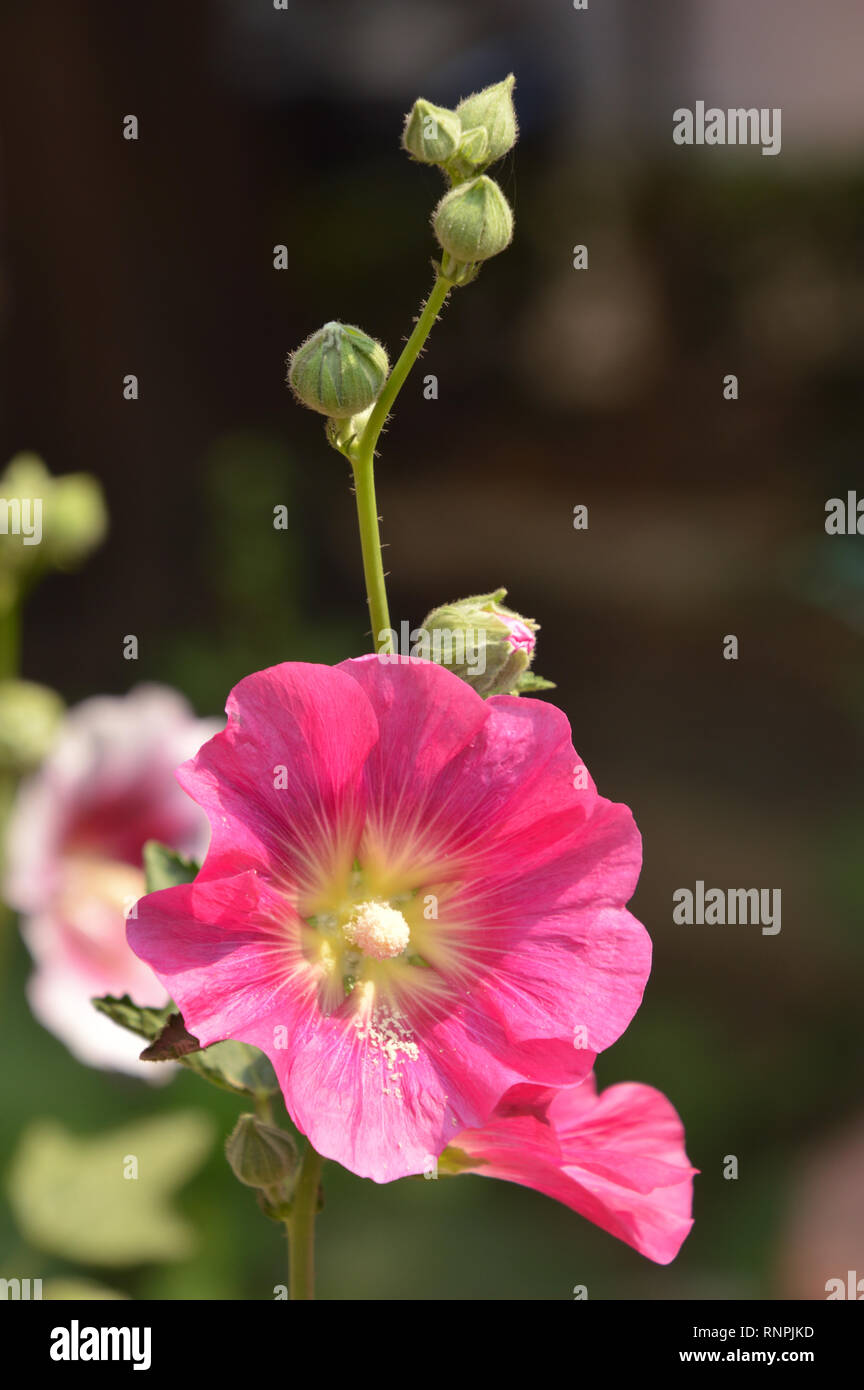 Alcea rosea indian spring hi-res stock photography and images - Alamy