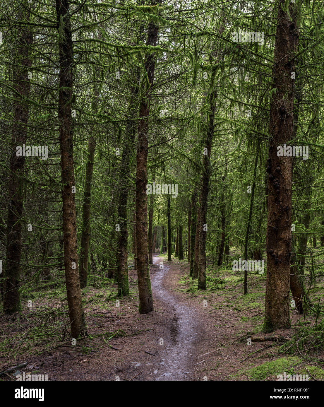 Winding trail dark forest hi-res stock photography and images - Alamy