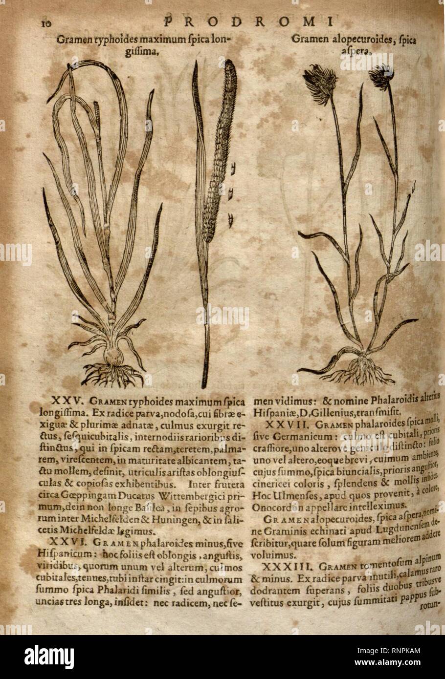 Caspari Bauhini Pinax Theatri botanici (Page 10 Stock Photo - Alamy