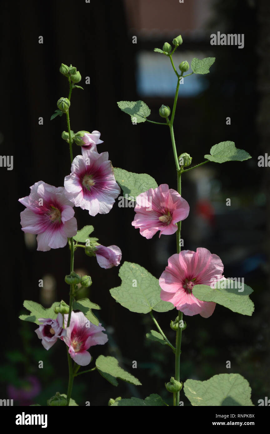 Alcea rosea indian spring hi-res stock photography and images - Alamy