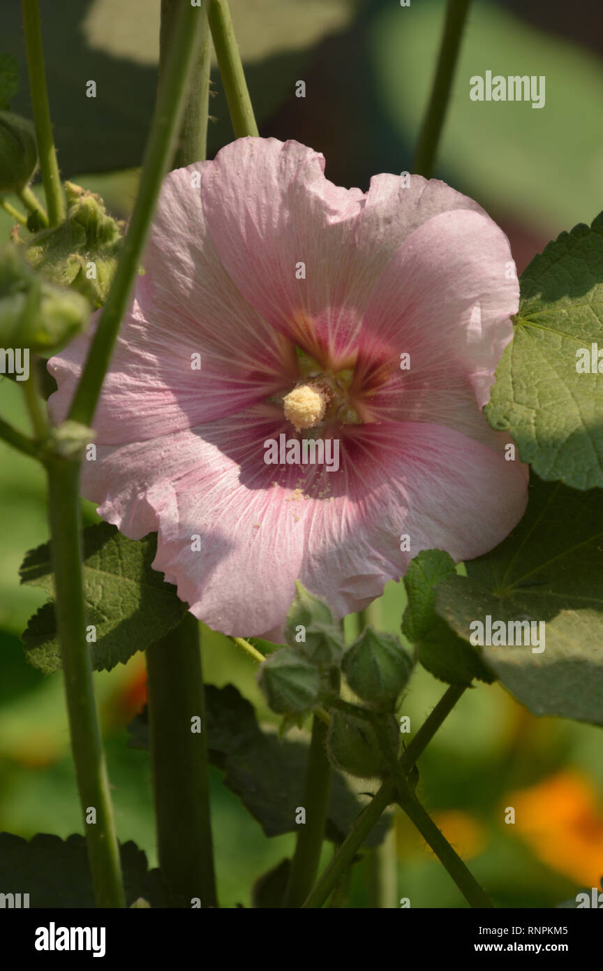 Hollyhock indian spring hollyhock hi-res stock photography and images ...