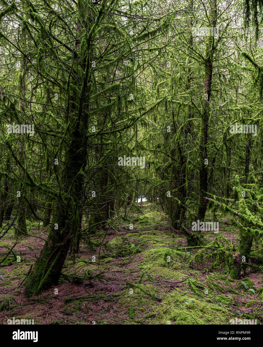 England trees road wood woodland forest hi-res stock photography and ...