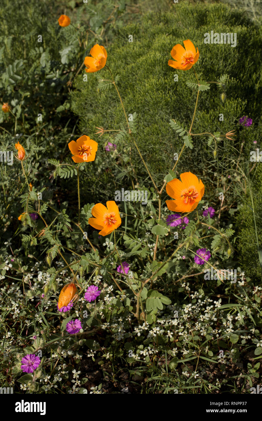 Arizona wildflowers hi-res stock photography and images - Alamy