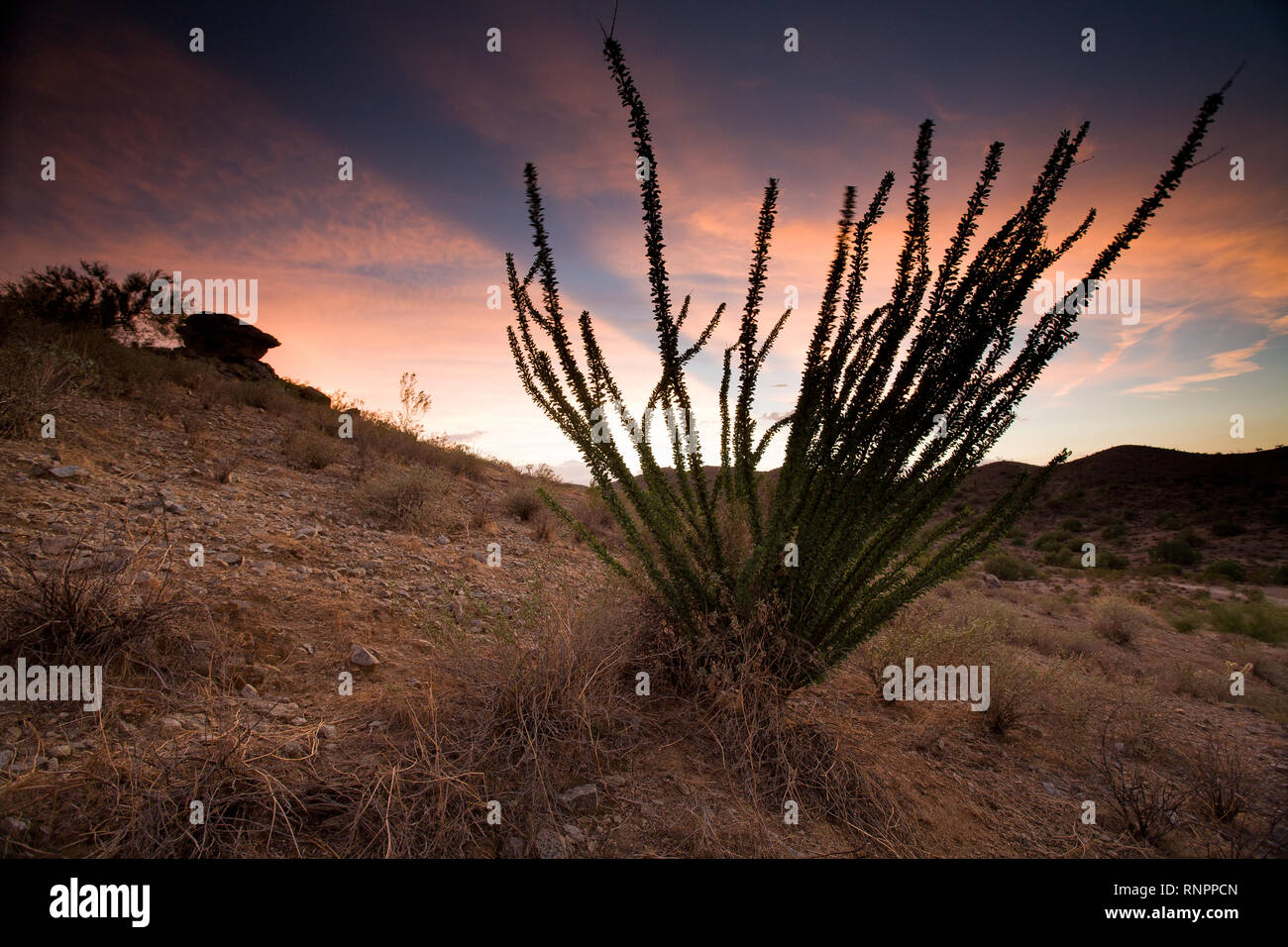 Rays of ocotillo hi-res stock photography and images - Alamy