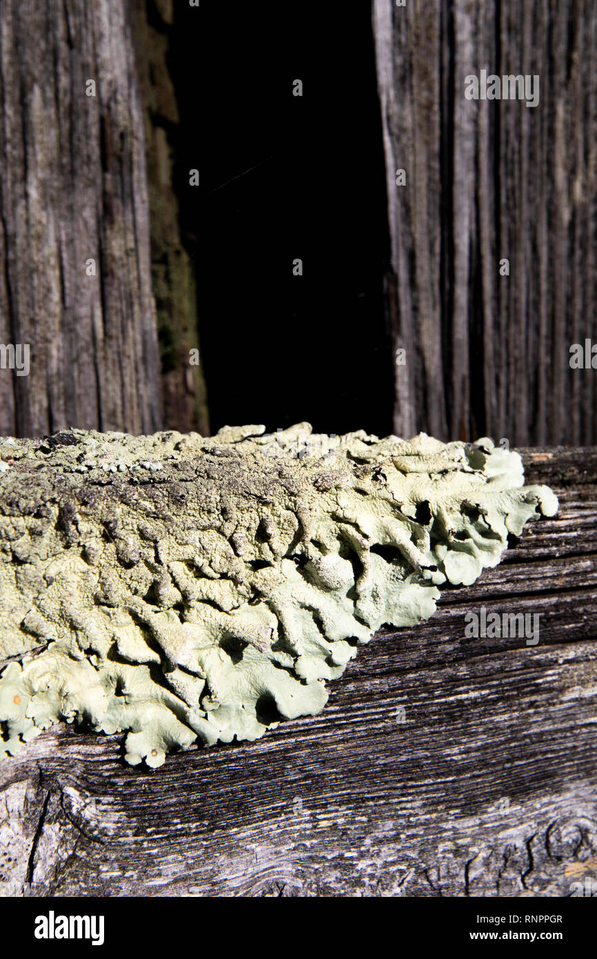 Foliose Lichen, a composite organism that arises from algae or ...