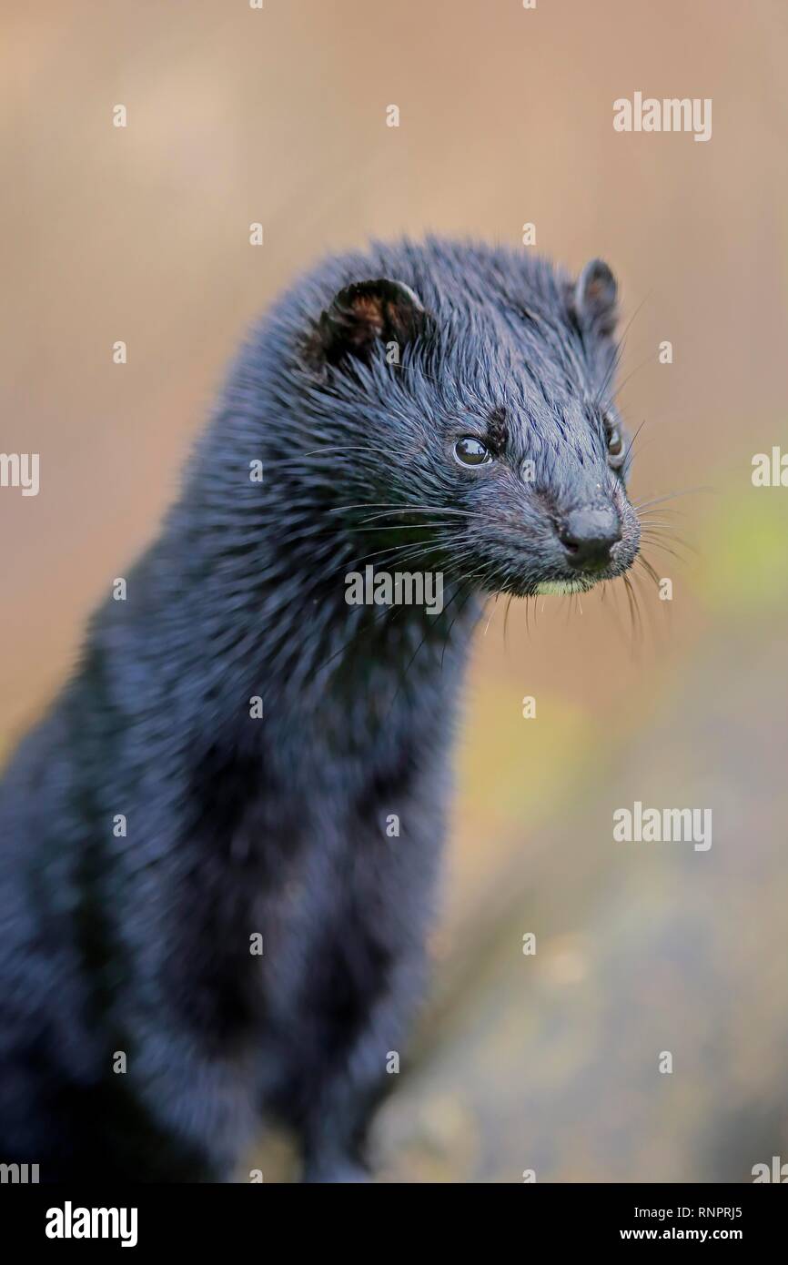 American Mink (Mustela vison), adult, alert, animal portrait, Pine ...