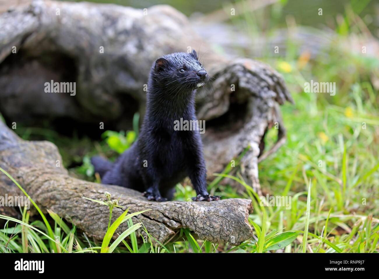 American mink pine hi-res stock photography and images - Alamy