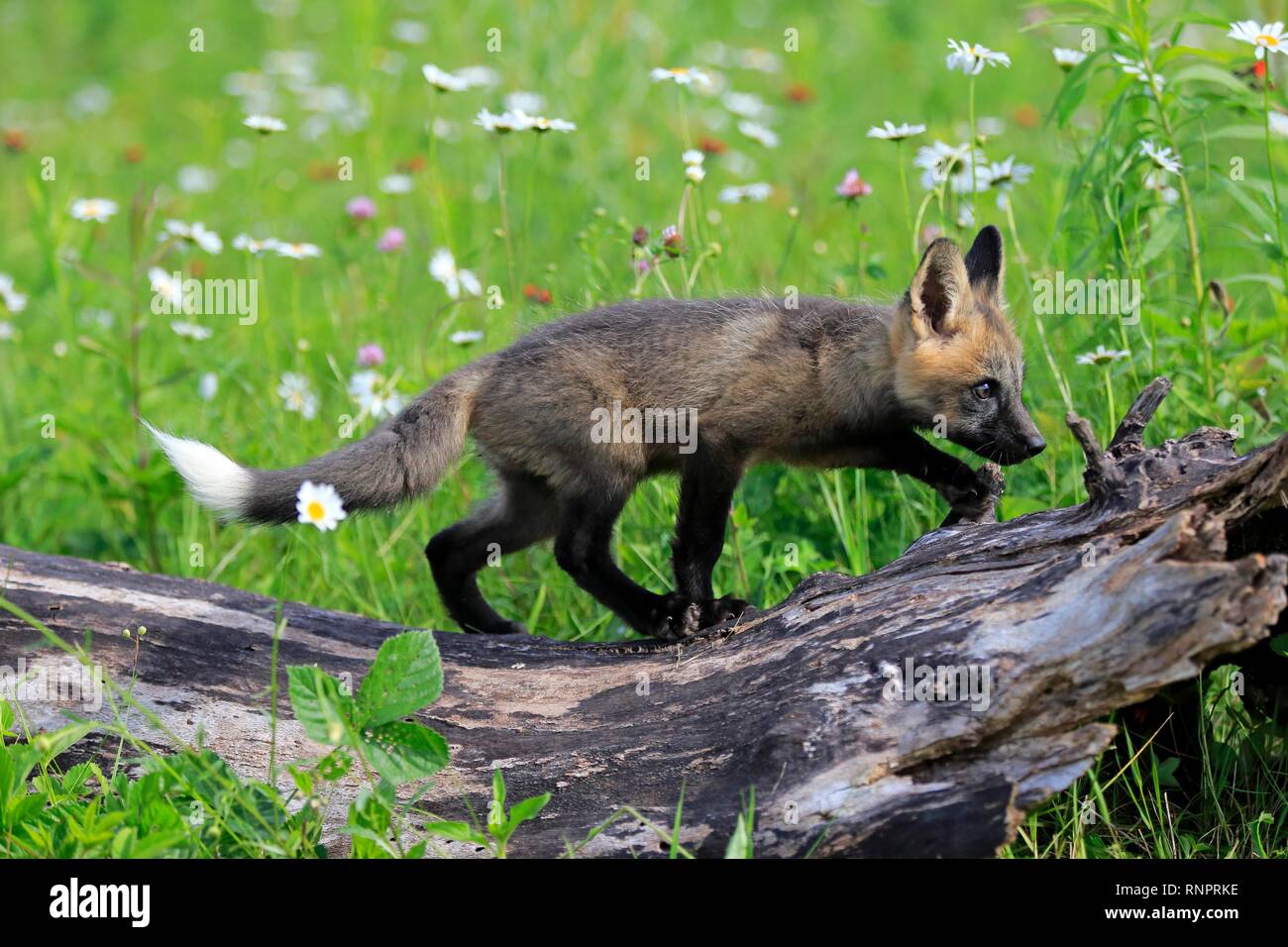 Eastern American Red Fox (Vulpes vulpes fulvus), young animal on a ...
