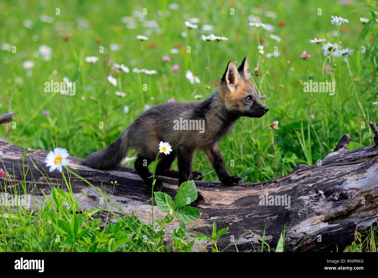 Eastern American Red Fox (Vulpes vulpes fulvus), young animal on a ...