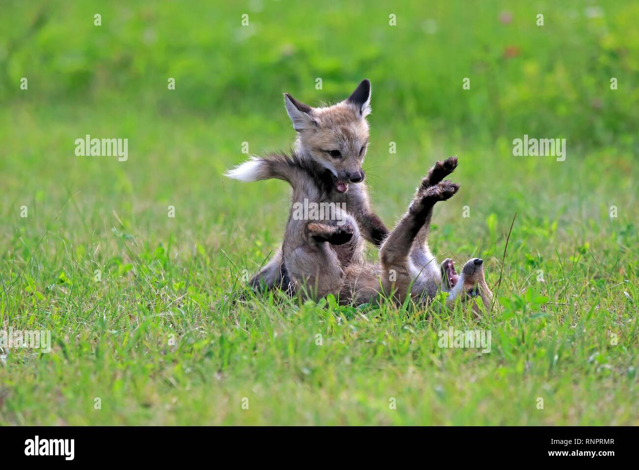 Red foxes vulpes vulpes minnesota hi-res stock photography and images ...