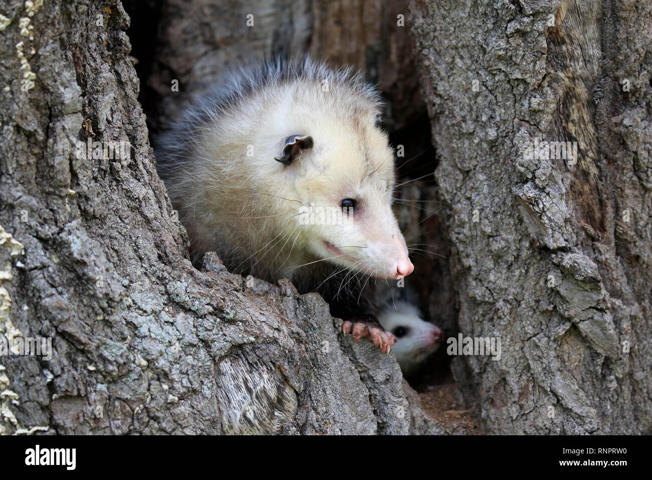 Virginia Opossum (Didelphis virginiana), adult with young animal looks ...
